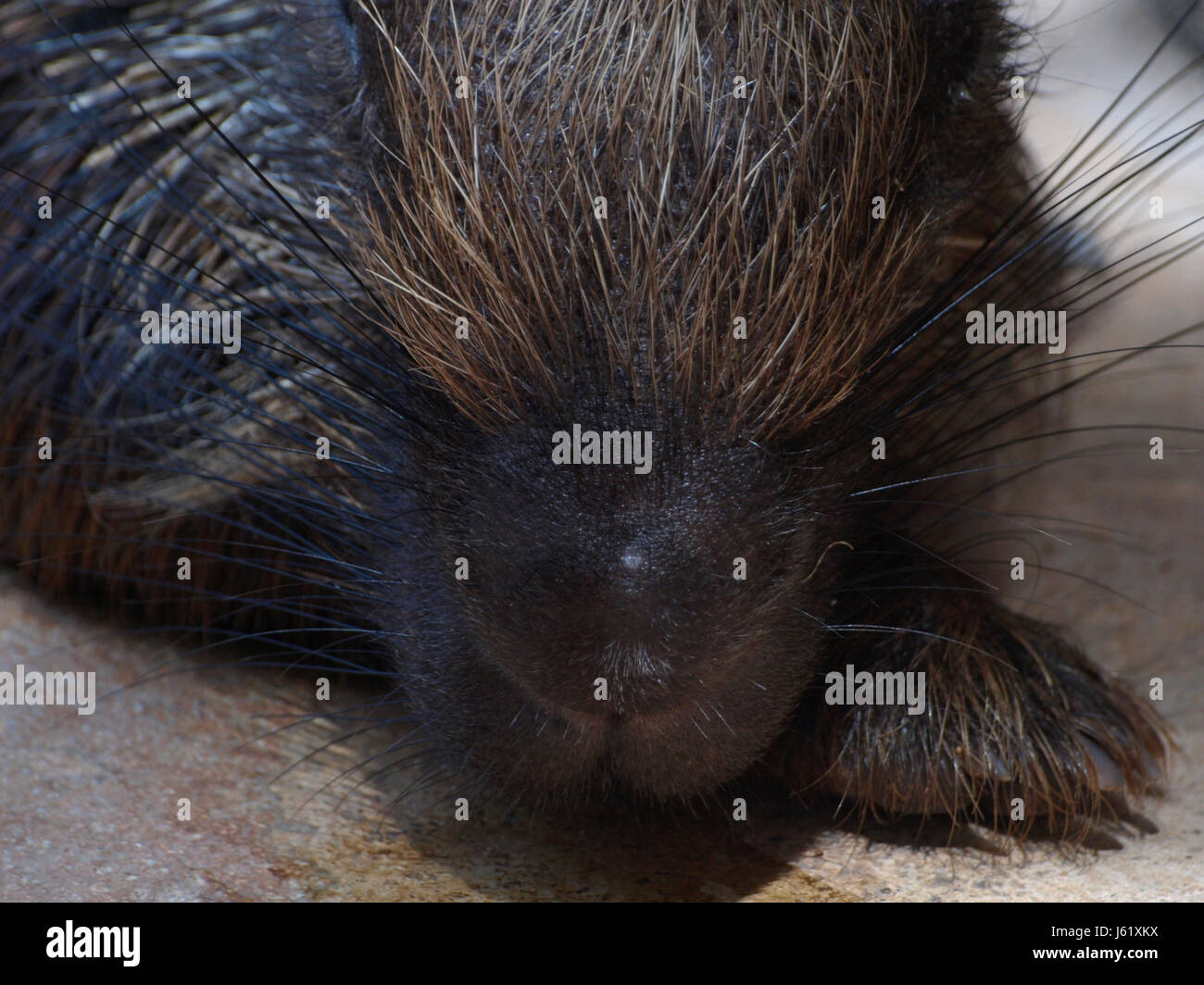 animal mammal face portrait rodent prickle nose porcupine macro close ...
