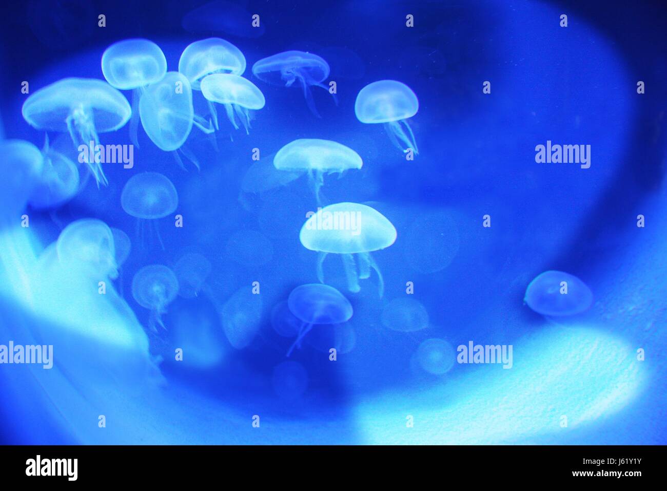 Polyp jellyfish hi-res stock photography and images - Alamy