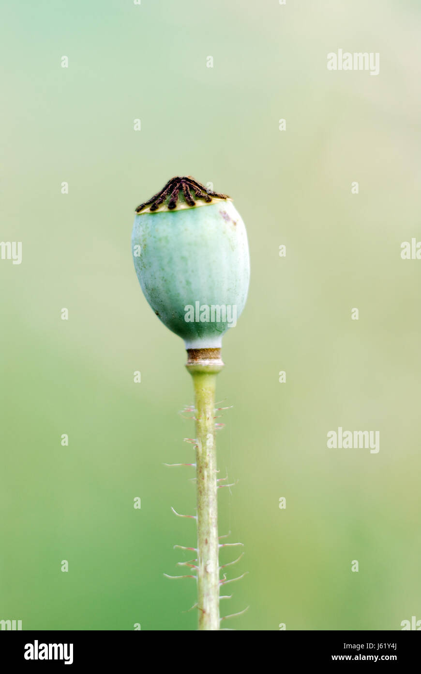 flower plant green stamp poppy withers stalk stem wither corn poppy ...