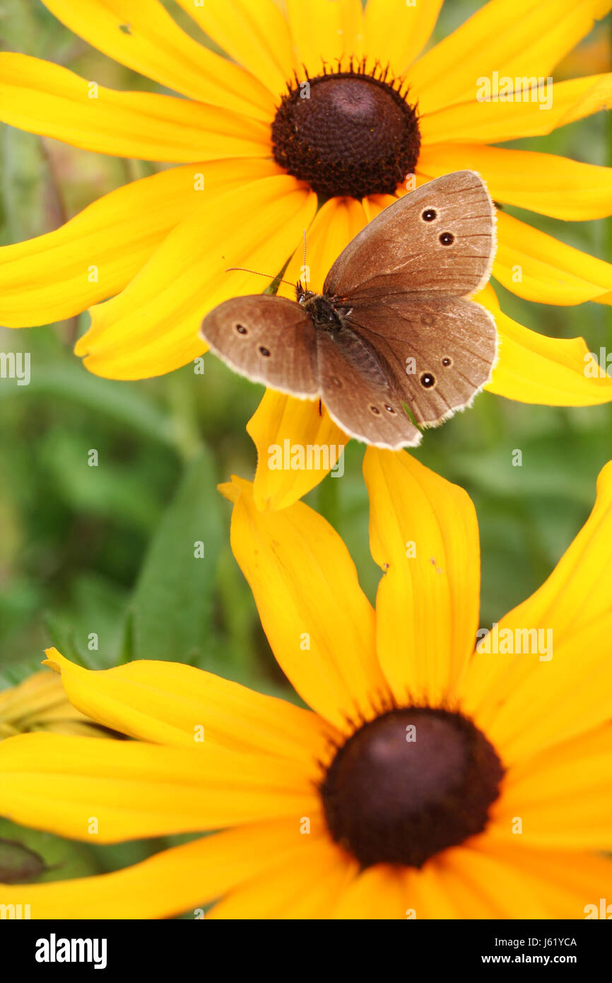 Chimney sweeper moth hi-res stock photography and images - Alamy