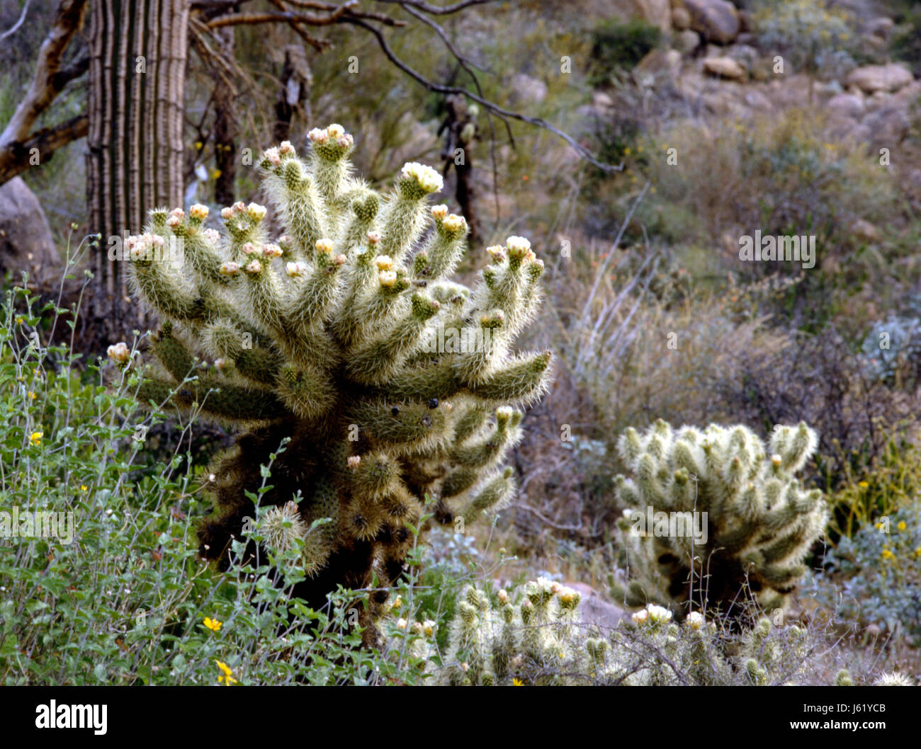 desert wasteland spring cactus desert wasteland usa california spring ...