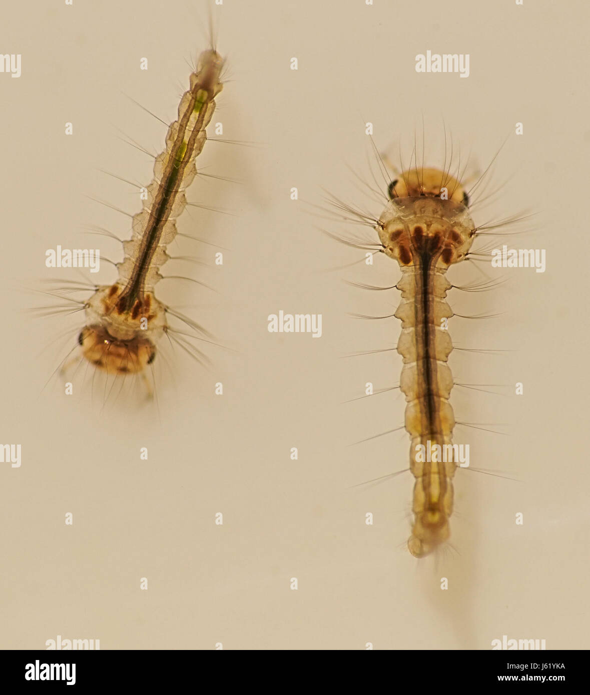 insects larva larvae stage nascency development water macro close-up ...