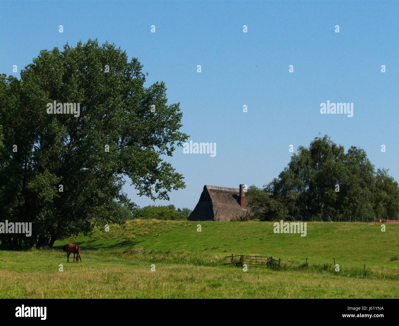 frisia dike scenery countryside nature horse horses meadows frisia ...