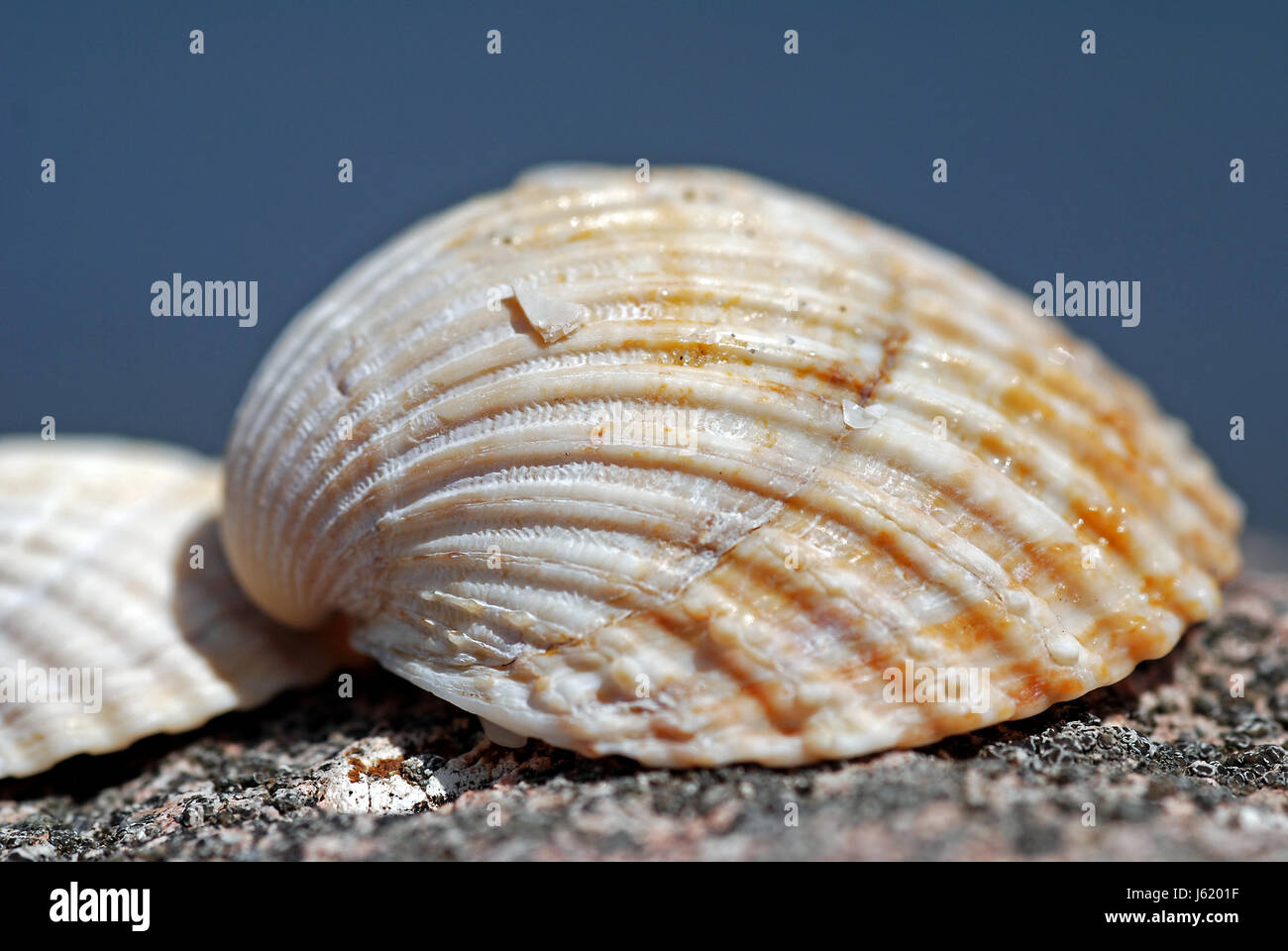 shell sea animal seashell blue shell water baltic sea salt water sea ...