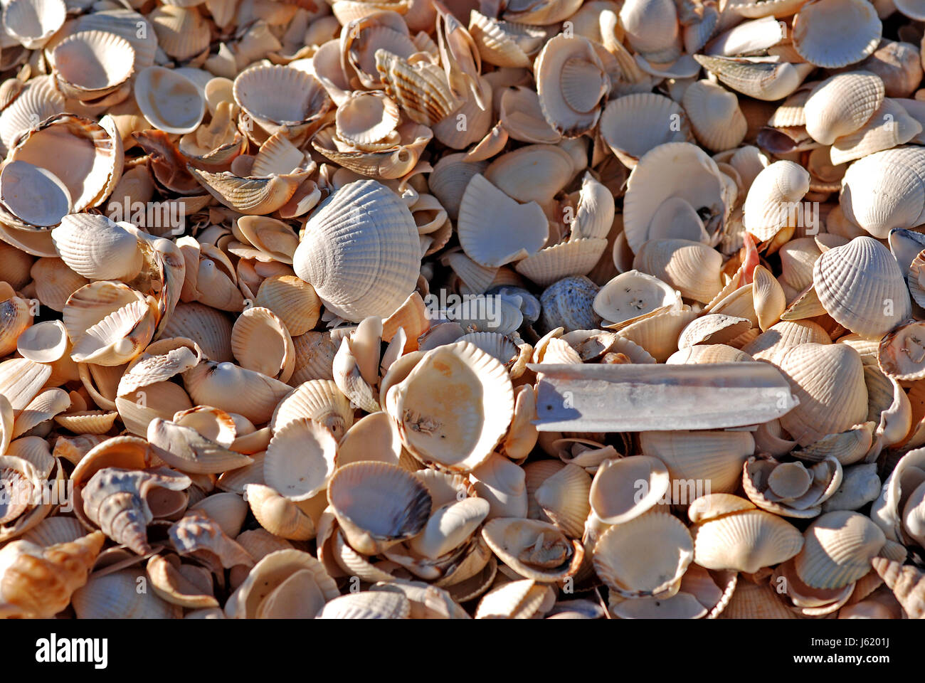 shell sea animal seashell blue beach seaside the beach seashore shell ...