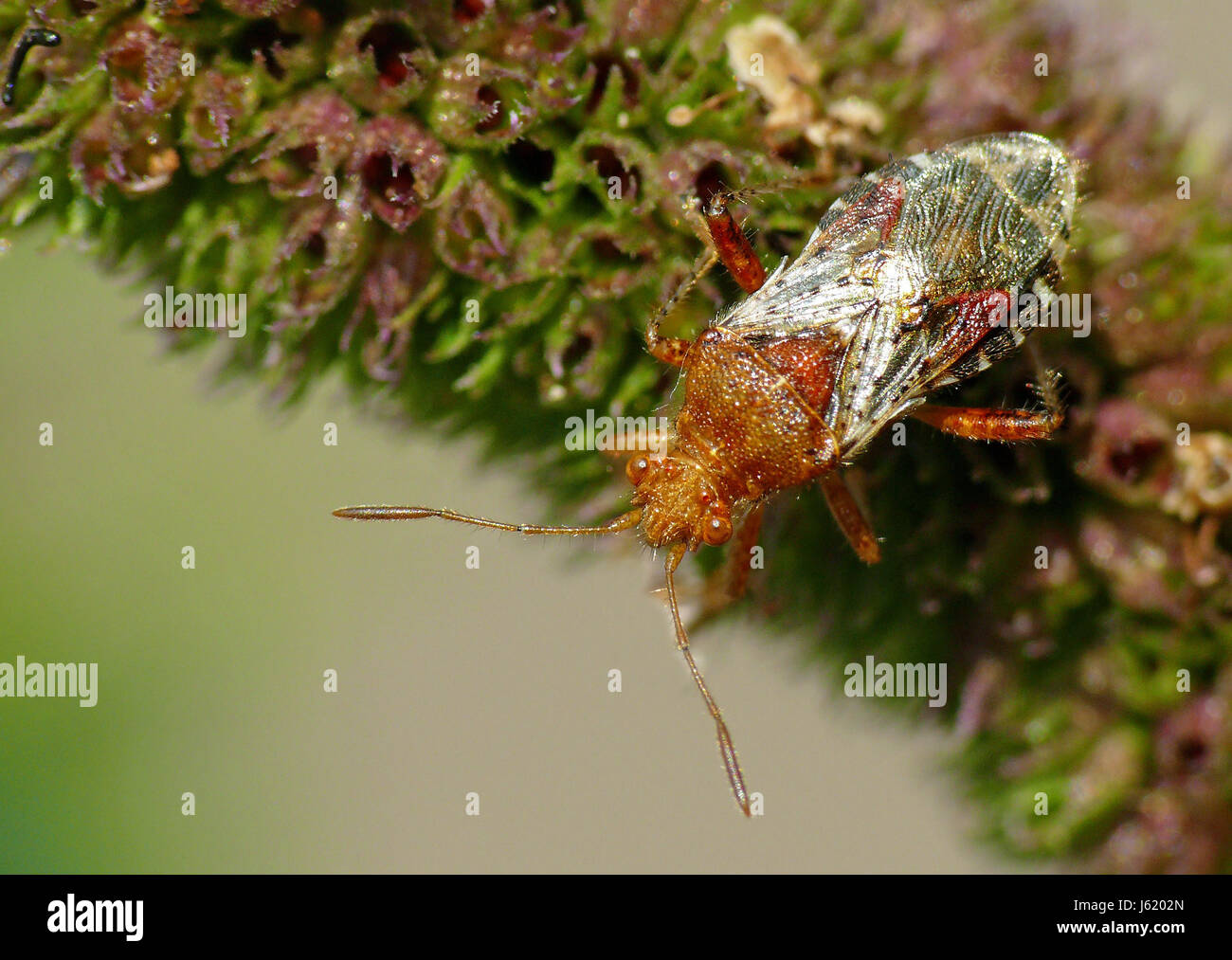 light brown camouflage reddish brown bug light brown camouflage reddish ...