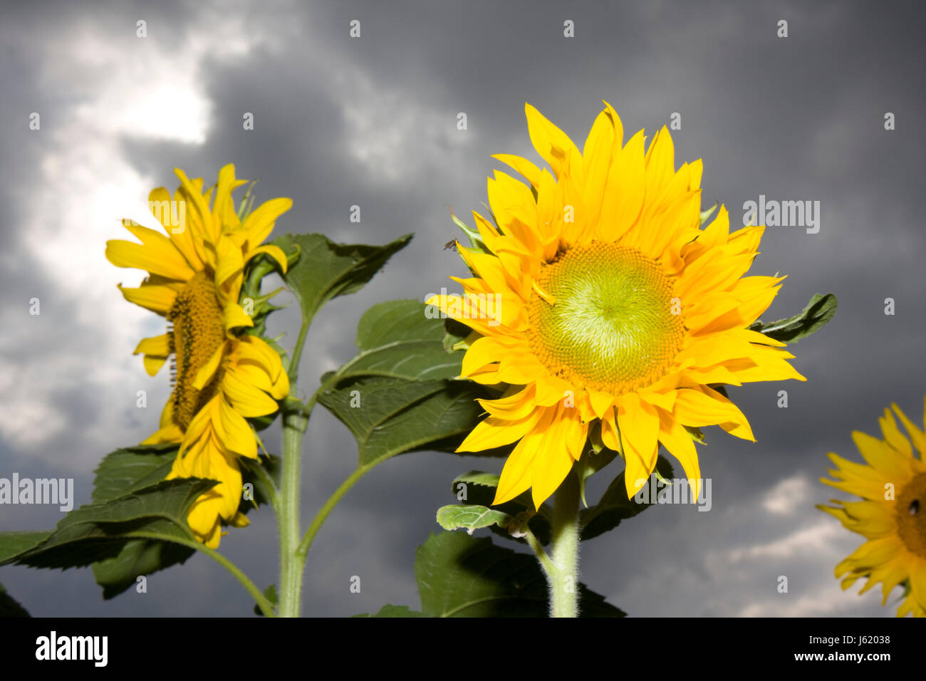 flower plant cloud sunflower thunderstorm thundreous firmament sky leaf ...