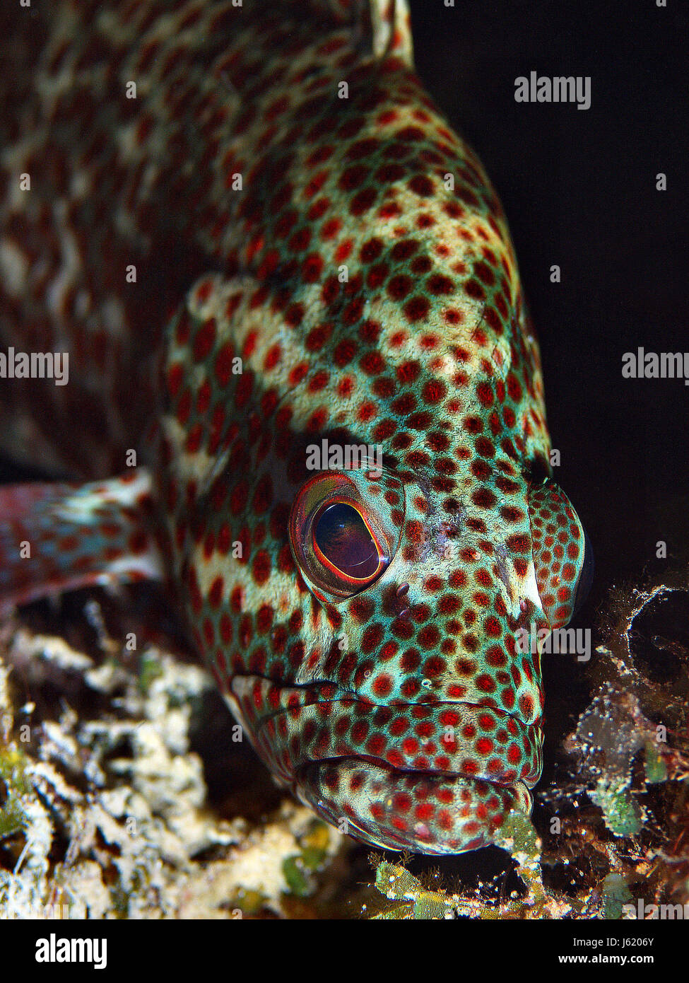 caribbean coral grouper Stock Photo - Alamy