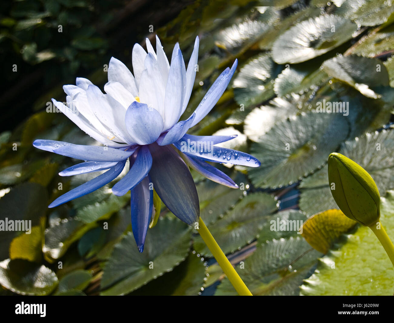 water lily,aquatic plant,plant,water lily,aquatic plant,plant Stock ...