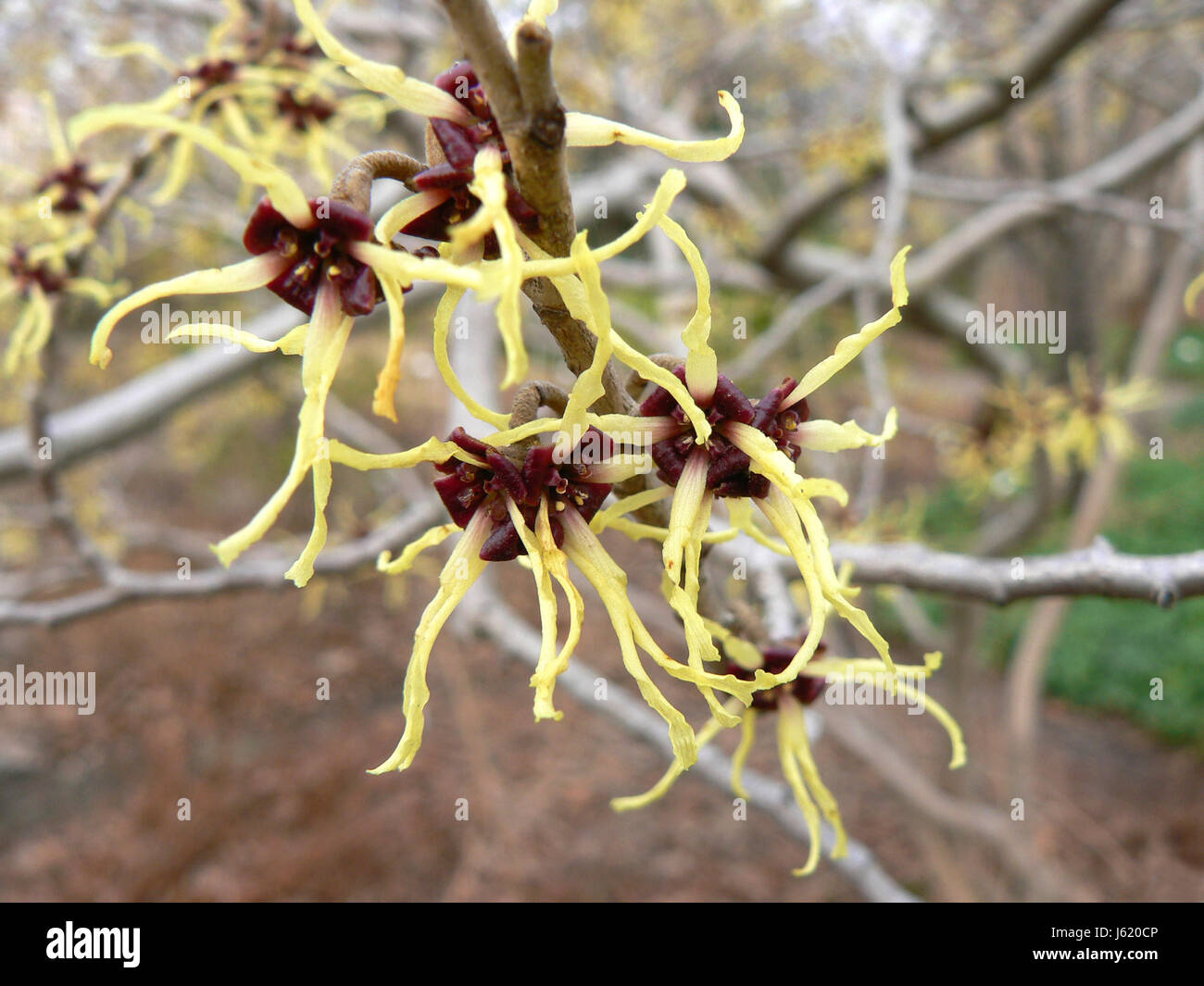 blossoms bleed yellow tree park garden green bloom blossom flourish ...