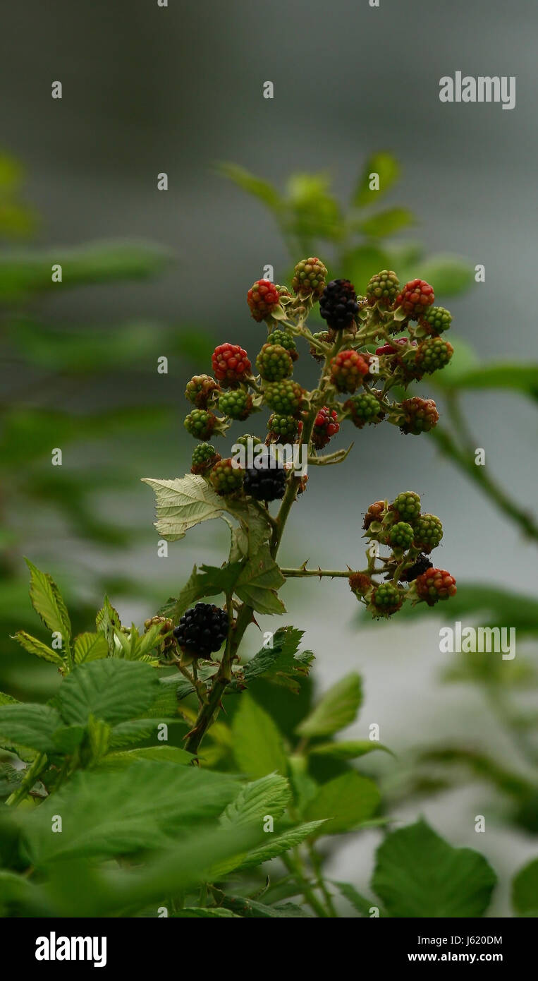 shrub berry bramble plant blackberry progenies fruits prickle shrub ...