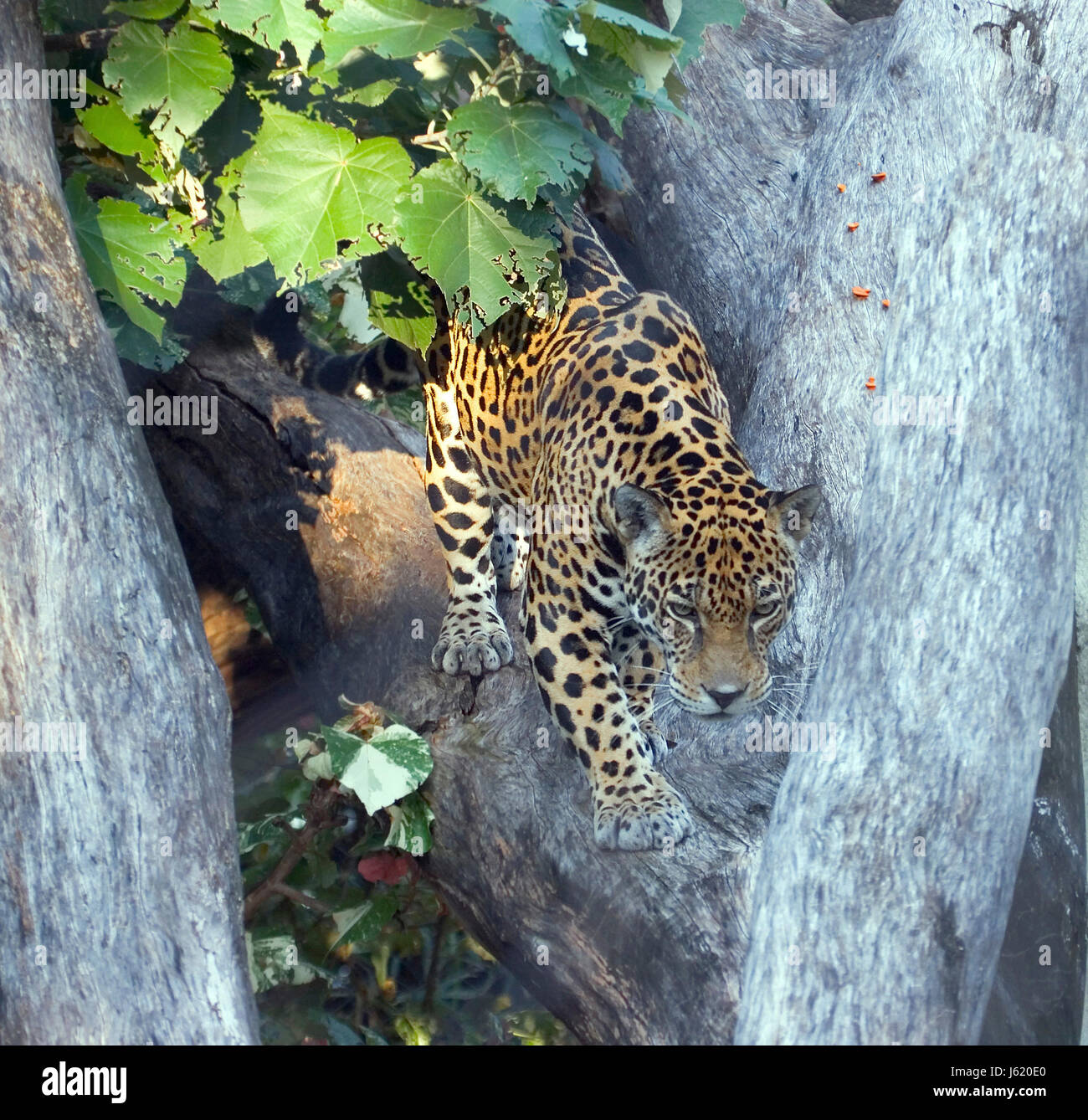 animal mammal jungle wildlife predator cat big cat feline predator ...