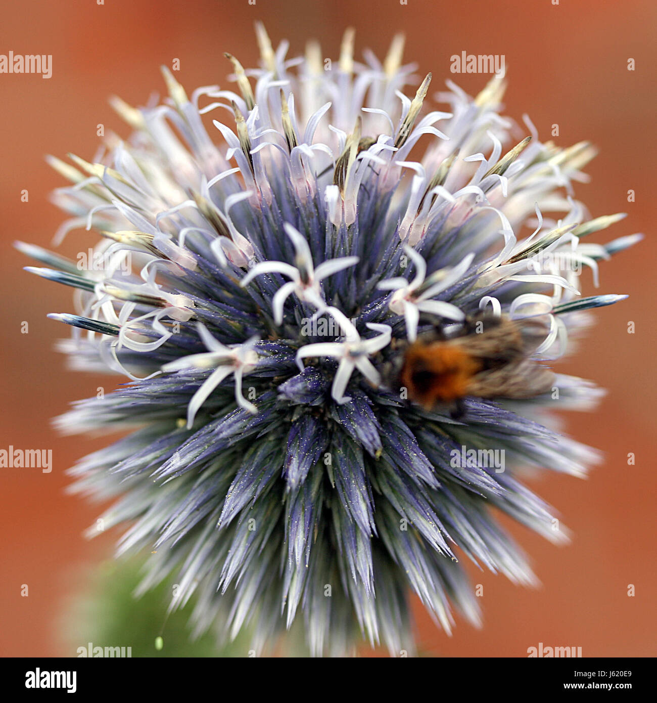 thistle star heavenly body celestial body fixed star blue flower plant ...