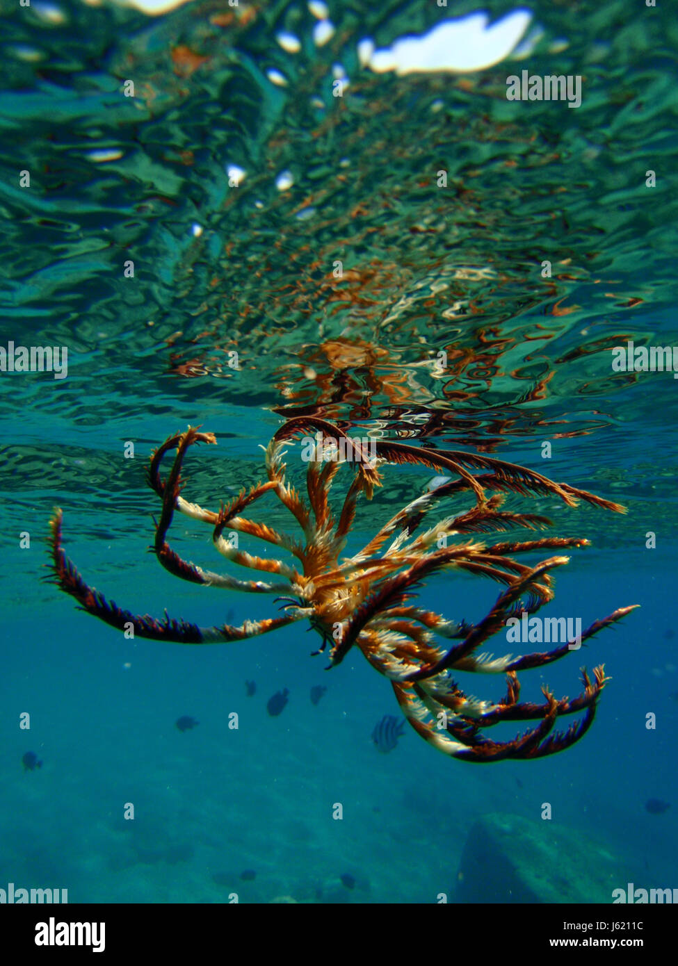 Hurghada starfish hi-res stock photography and images - Alamy