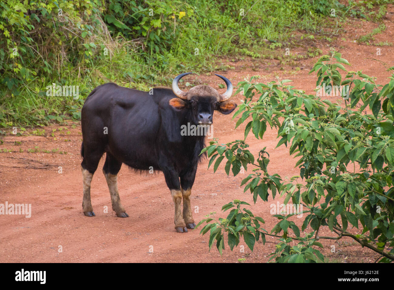 The bison walks out on the wilderness road in the evening Stock Photo ...
