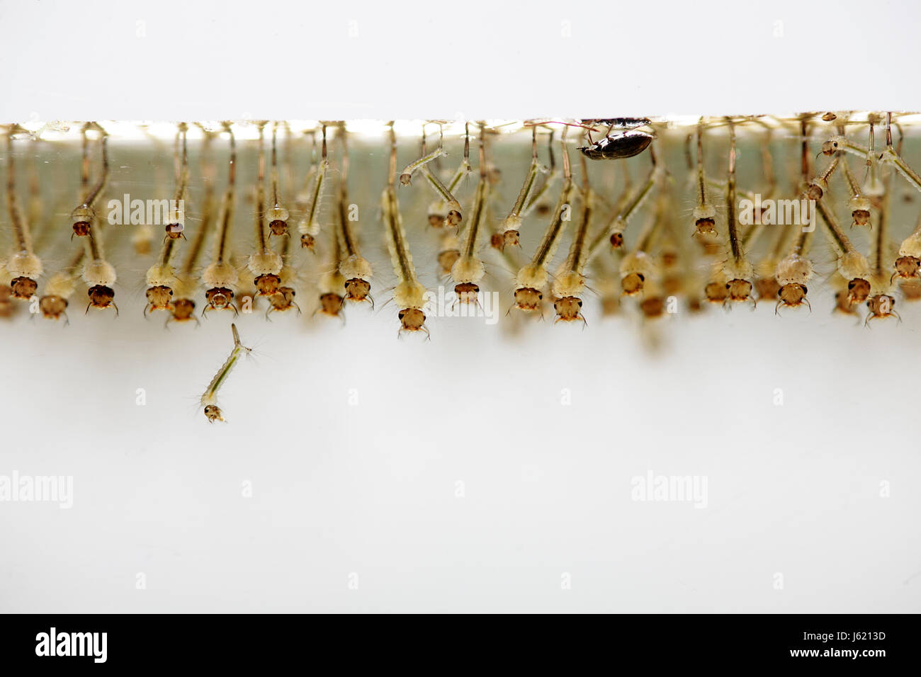 Wasserlebewesen hi-res stock photography and images - Alamy