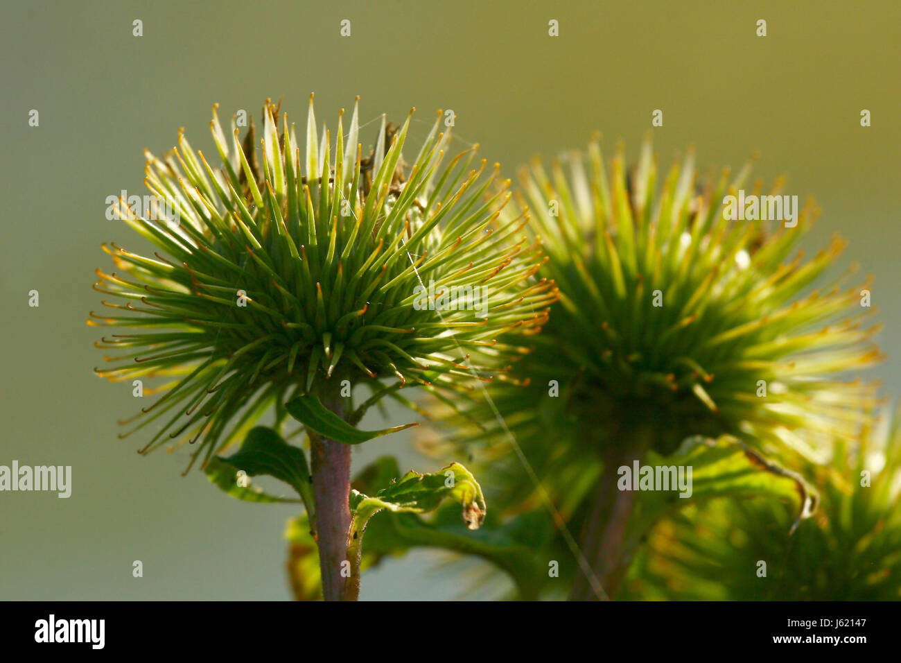 bur plant native bur plant groe-klette bltenpflanze wildpflanze groe ...