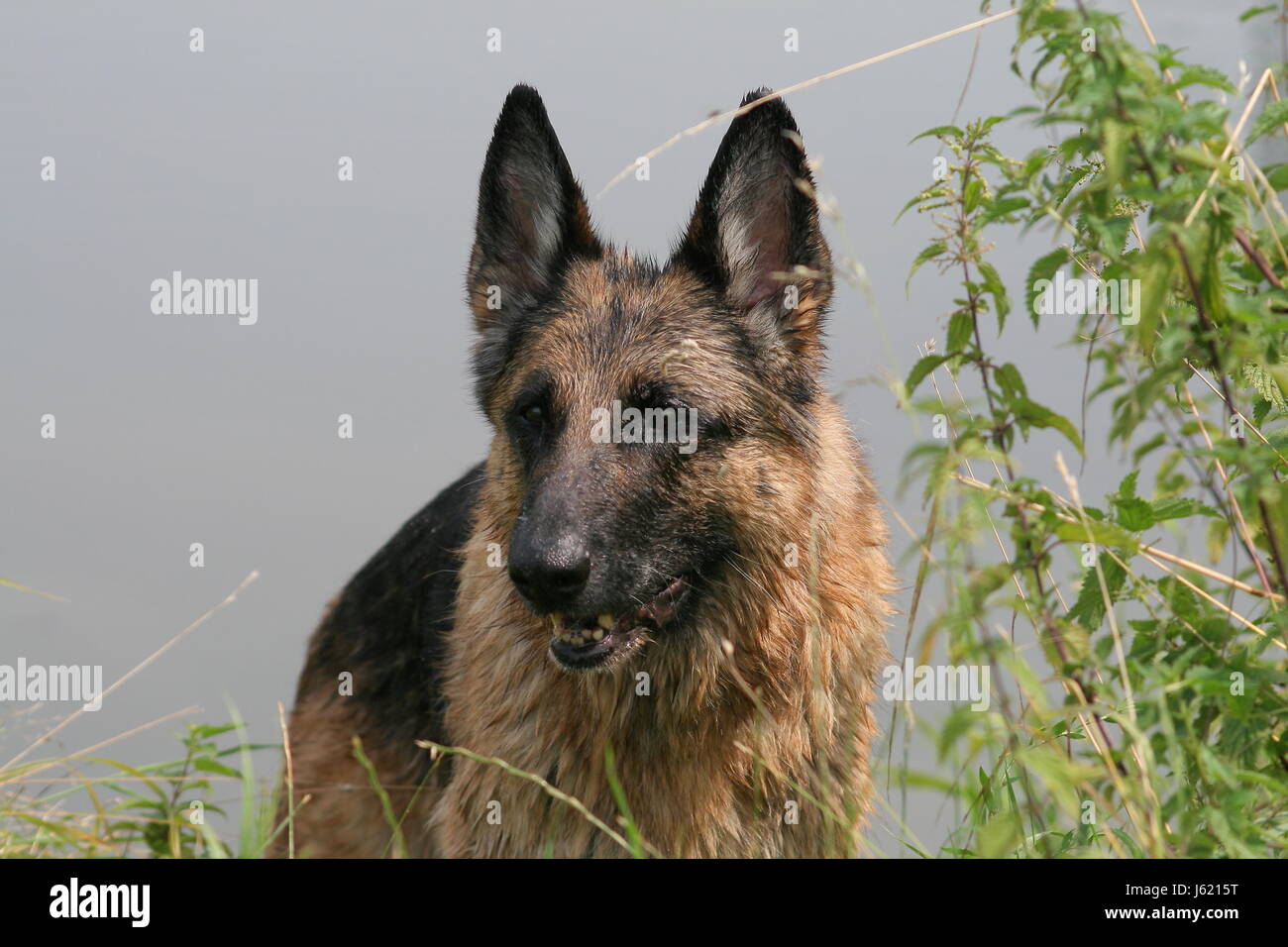 pet dog german sheperd german sheperd dog watchdog race german animal ...