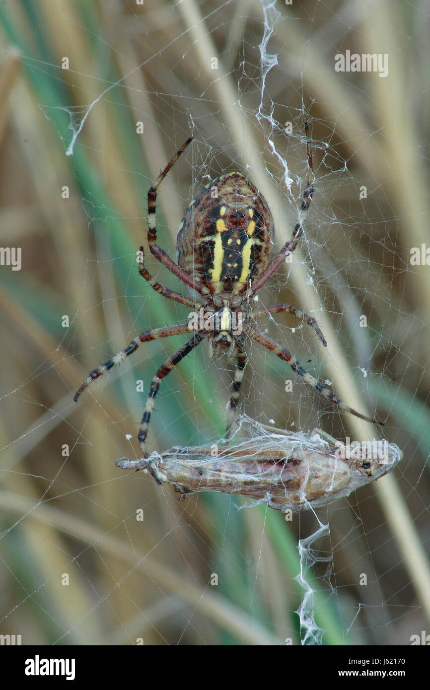black swarthy jetblack deep black panic spider prey booty yellow net ...