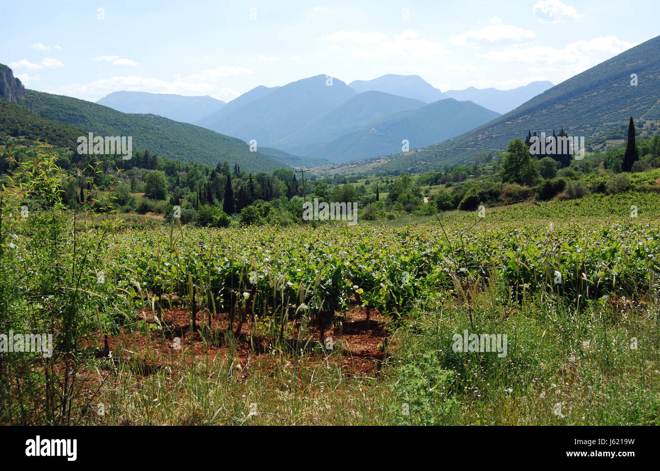 Grape vineyard mountains greece hi-res stock photography and images - Alamy