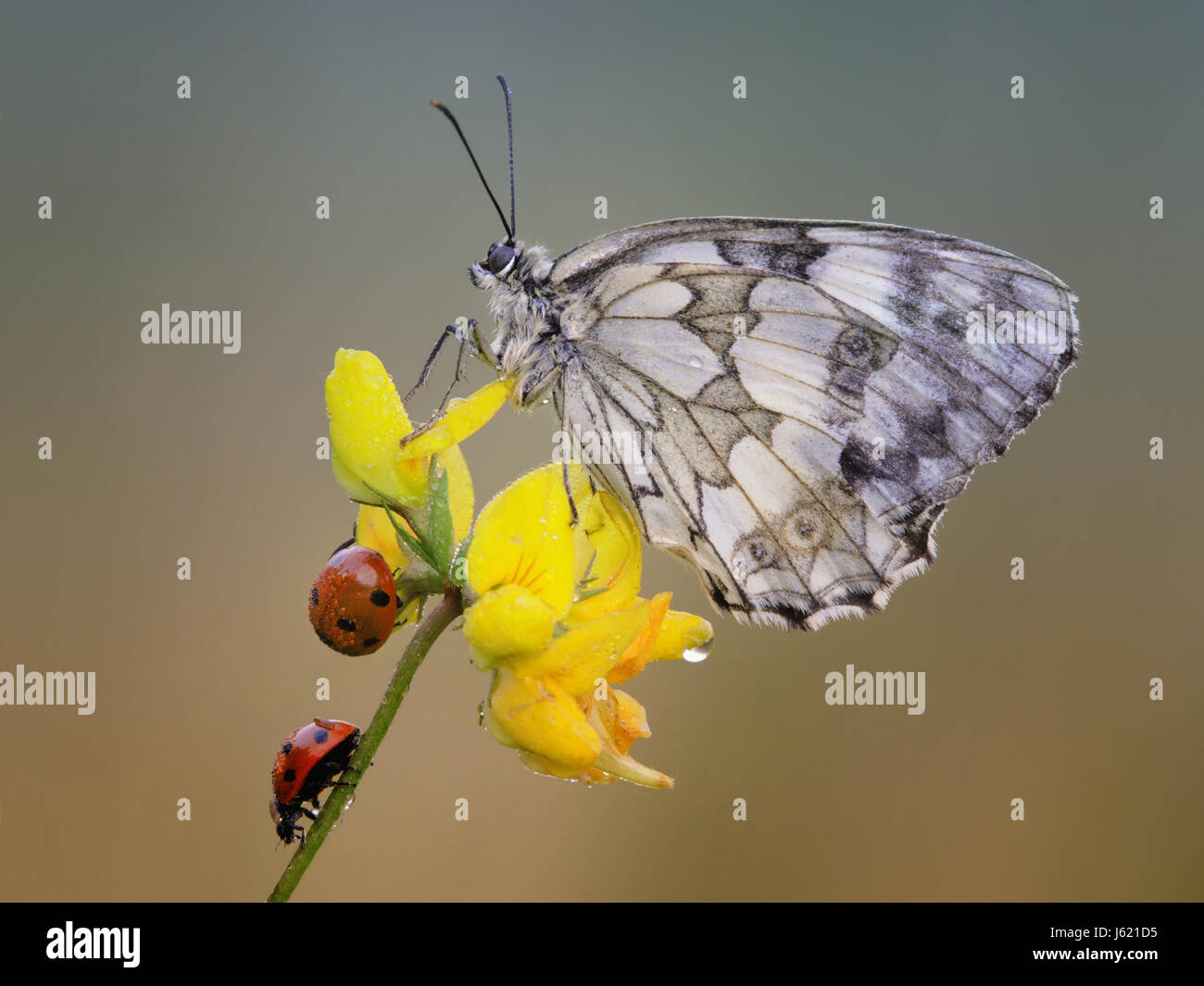 flower plant bloom blossom flourish flourishing butterfly beetle ...