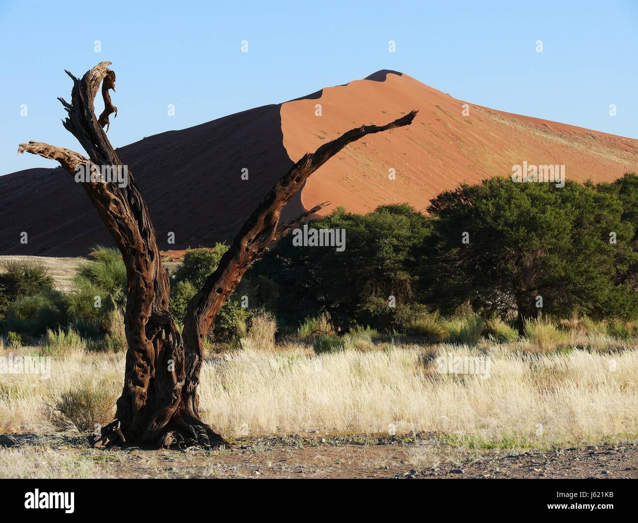 tree desert wasteland namibia dead red tree desert wasteland namibia ...