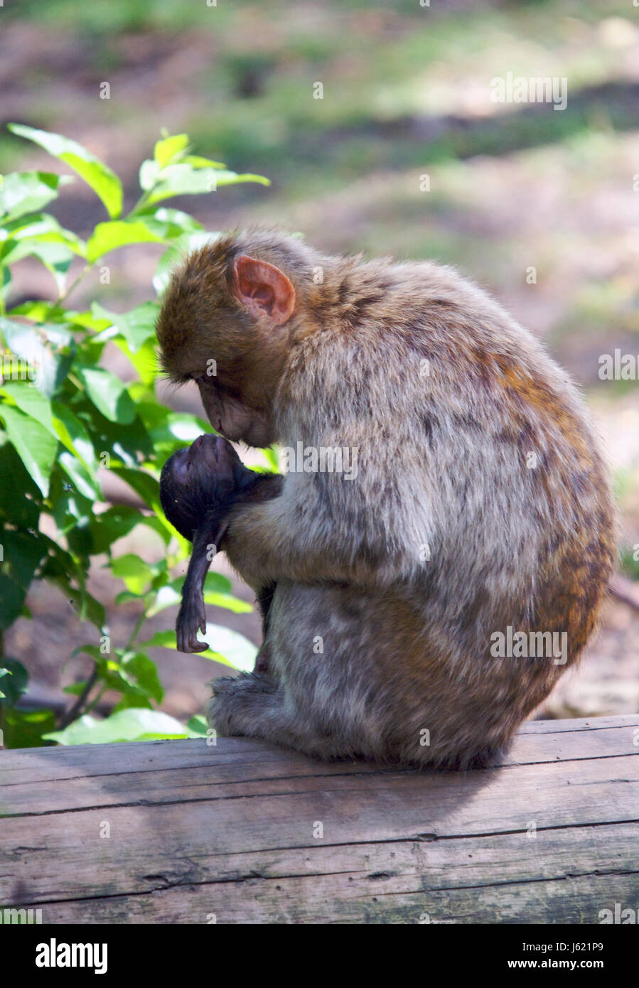 death die emotions monkey mourning sorrow dead death emotions mouth ...