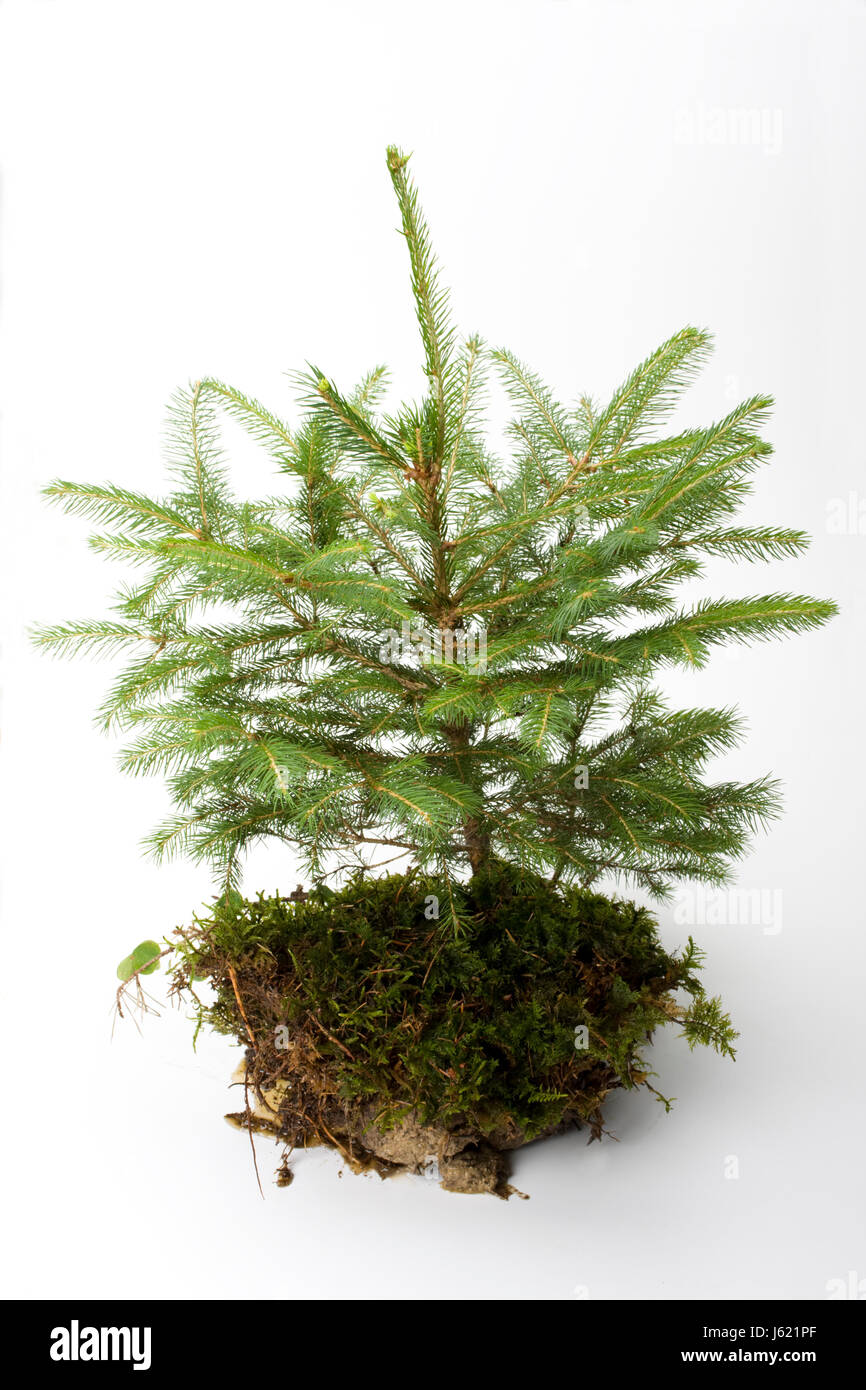 small spruce on a white background Stock Photo - Alamy