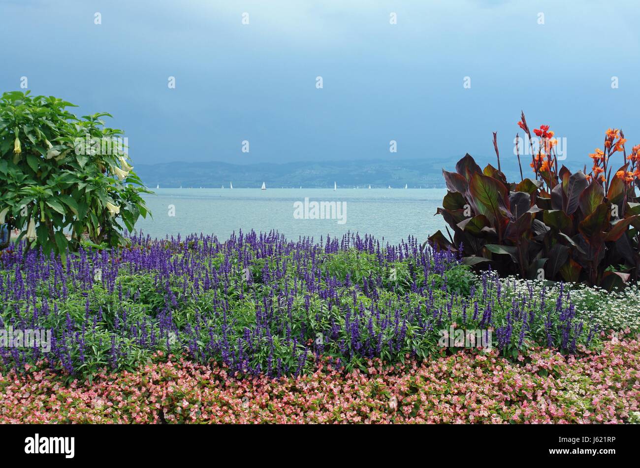 waters flower plant flowers blossom fresh water lake inland water water ...