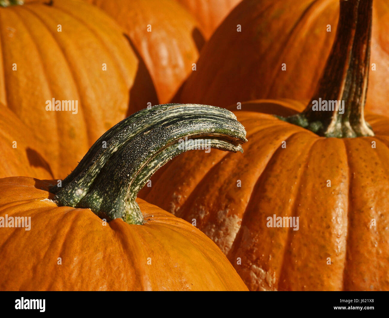 pumpkins in sunlight Stock Photo - Alamy