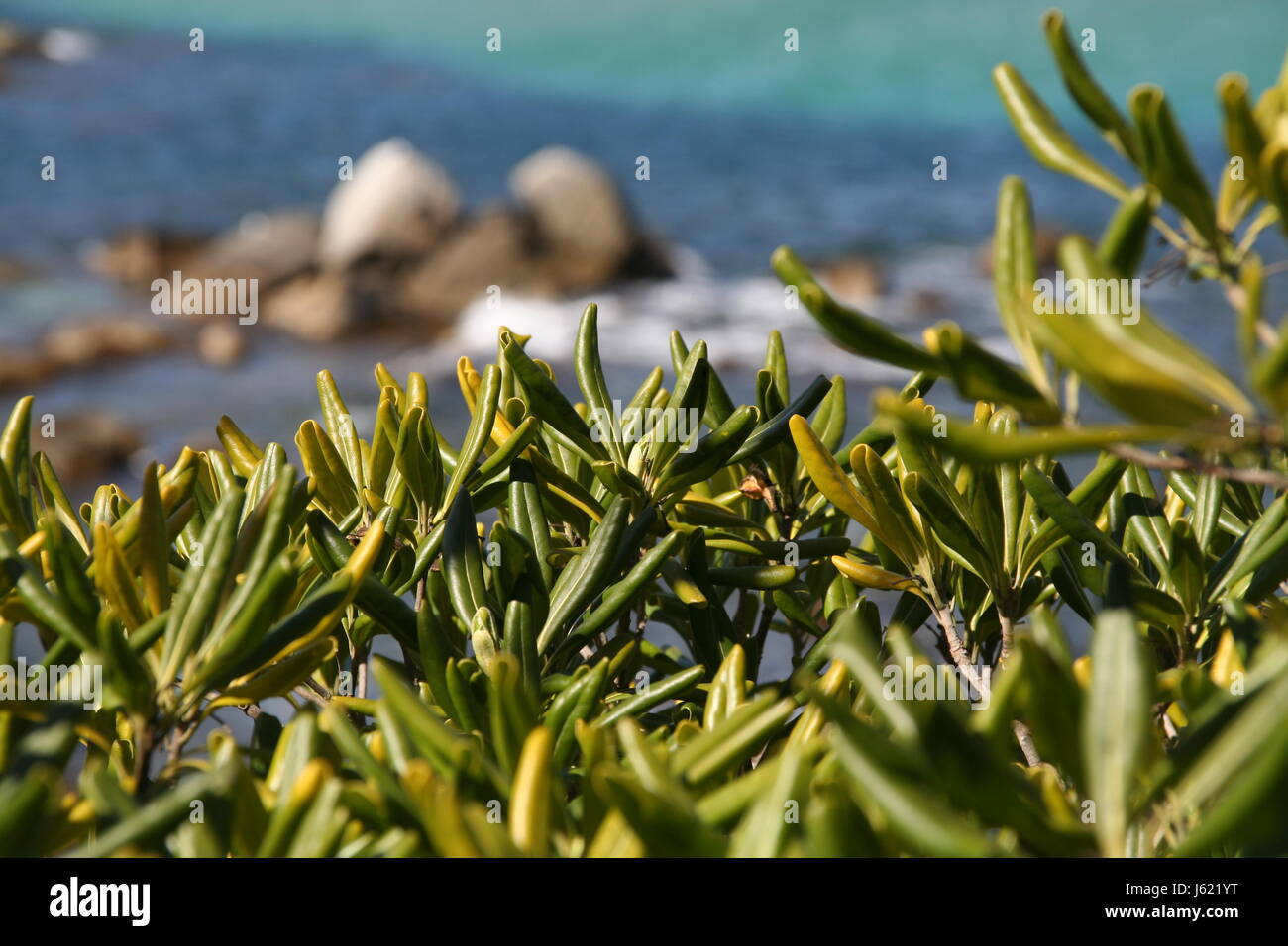plant green water mediterranean salt water sea ocean coast spain ...