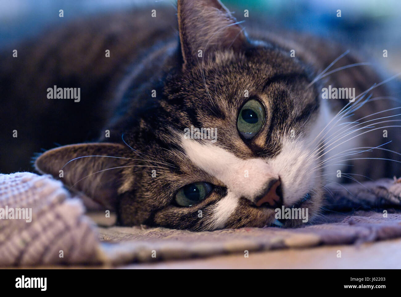 portrait eyes lie lying lies familiarity canine portrait eyes ...