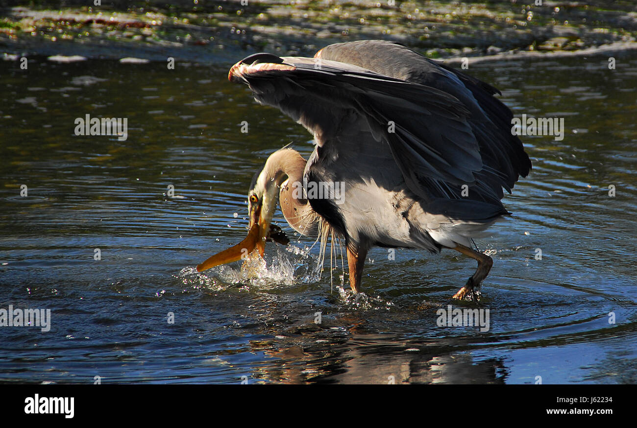 food aliment fish beak wildlife heron beaks water eel food aliment ...