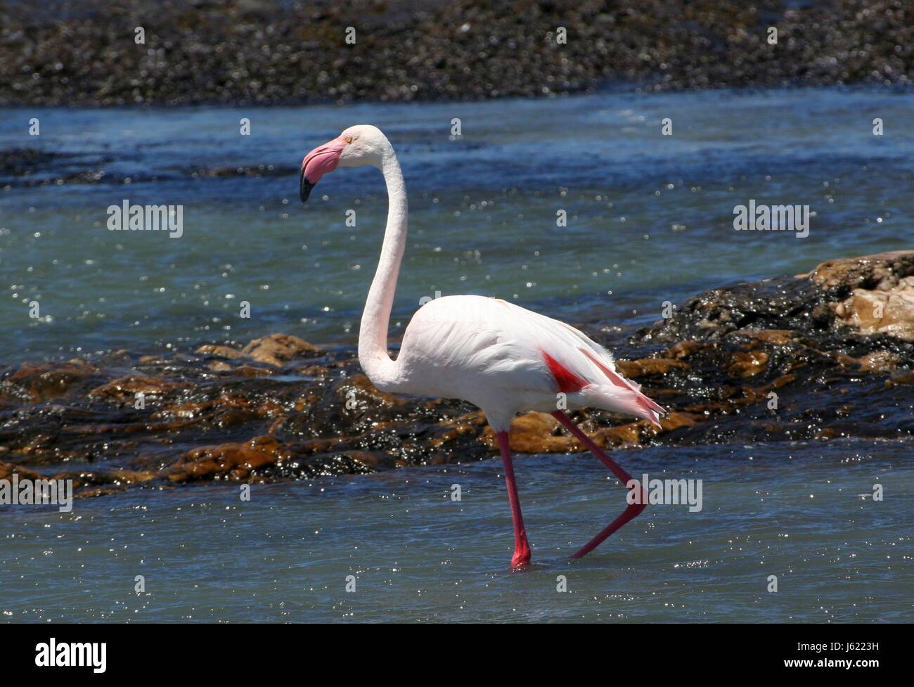 bird namibia birds atlantic ocean salt water sea ocean water coast ...