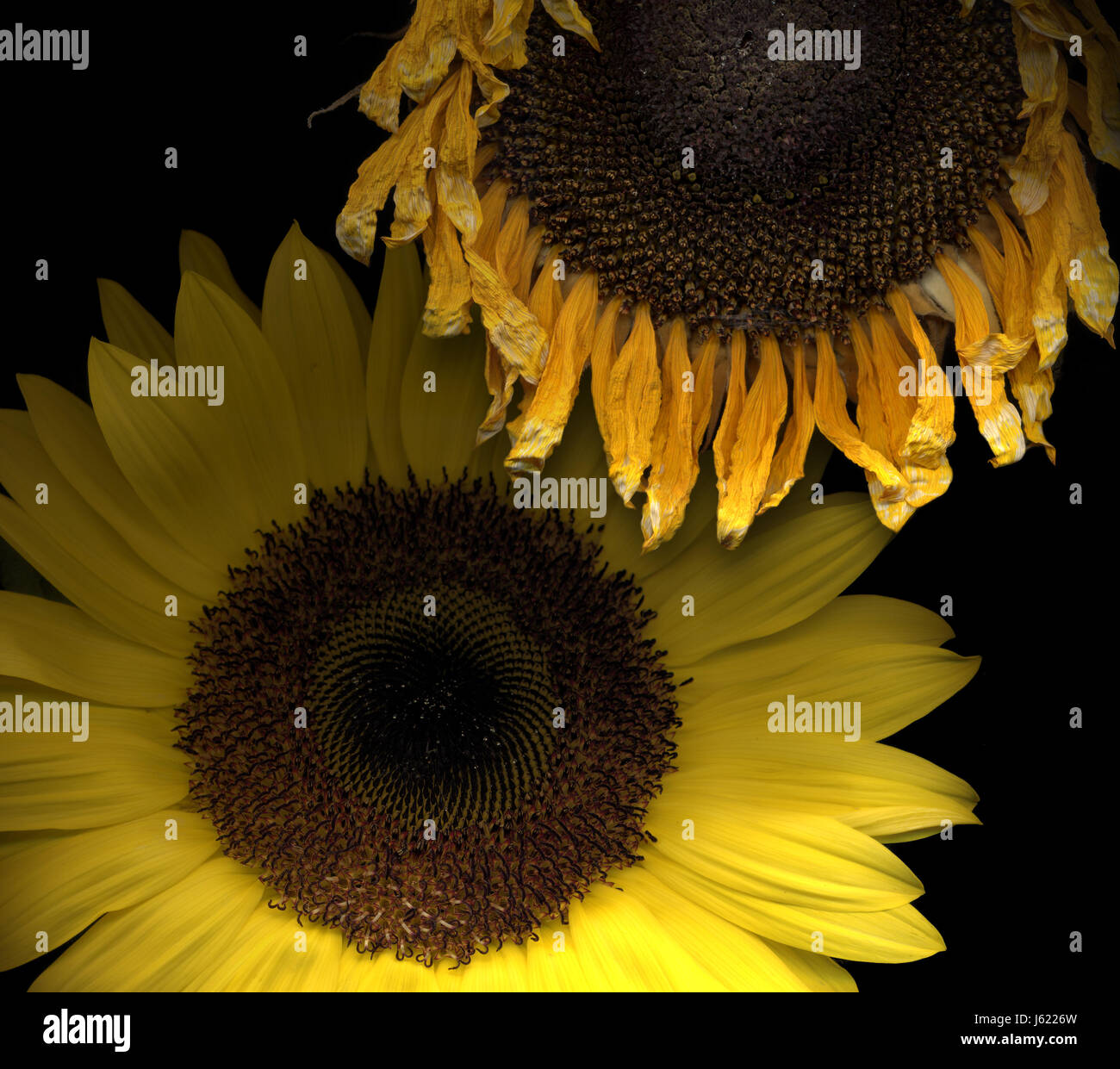 Decayed sunflower hi-res stock photography and images - Alamy