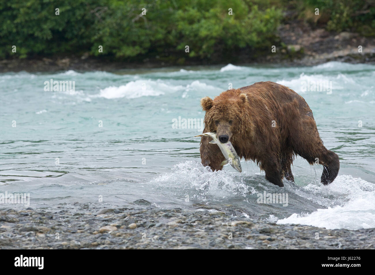 Mcneil river hi-res stock photography and images - Alamy