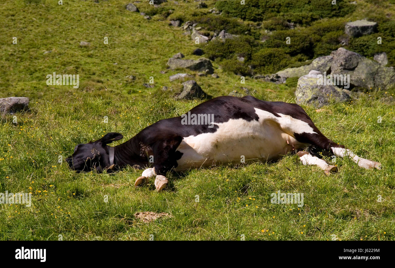 alp lie lying lies sleep sleeping tired cow facilitate ease resting ...