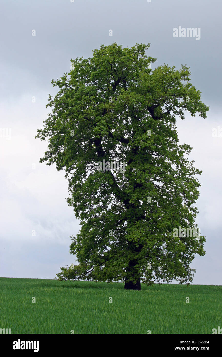 tree leaves deciduous tree oak stately nature trunk old tree plant ...