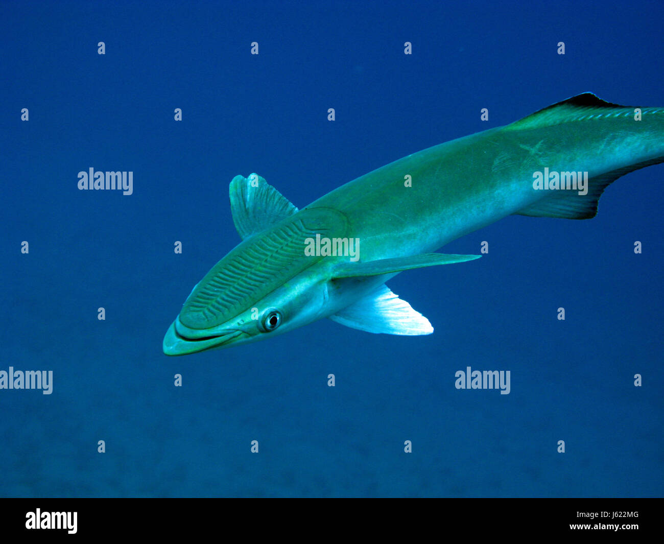 animals fish underwater batman salt water sea ocean water wrasse blue ...