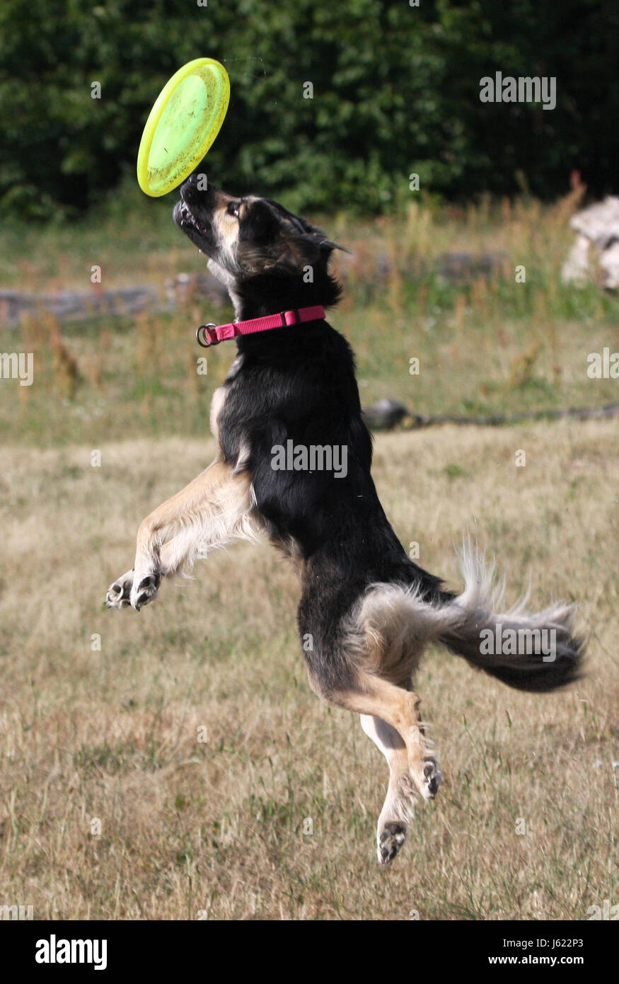 dynamics dynamism dog spring bouncing bounces hop skipping frisks ...