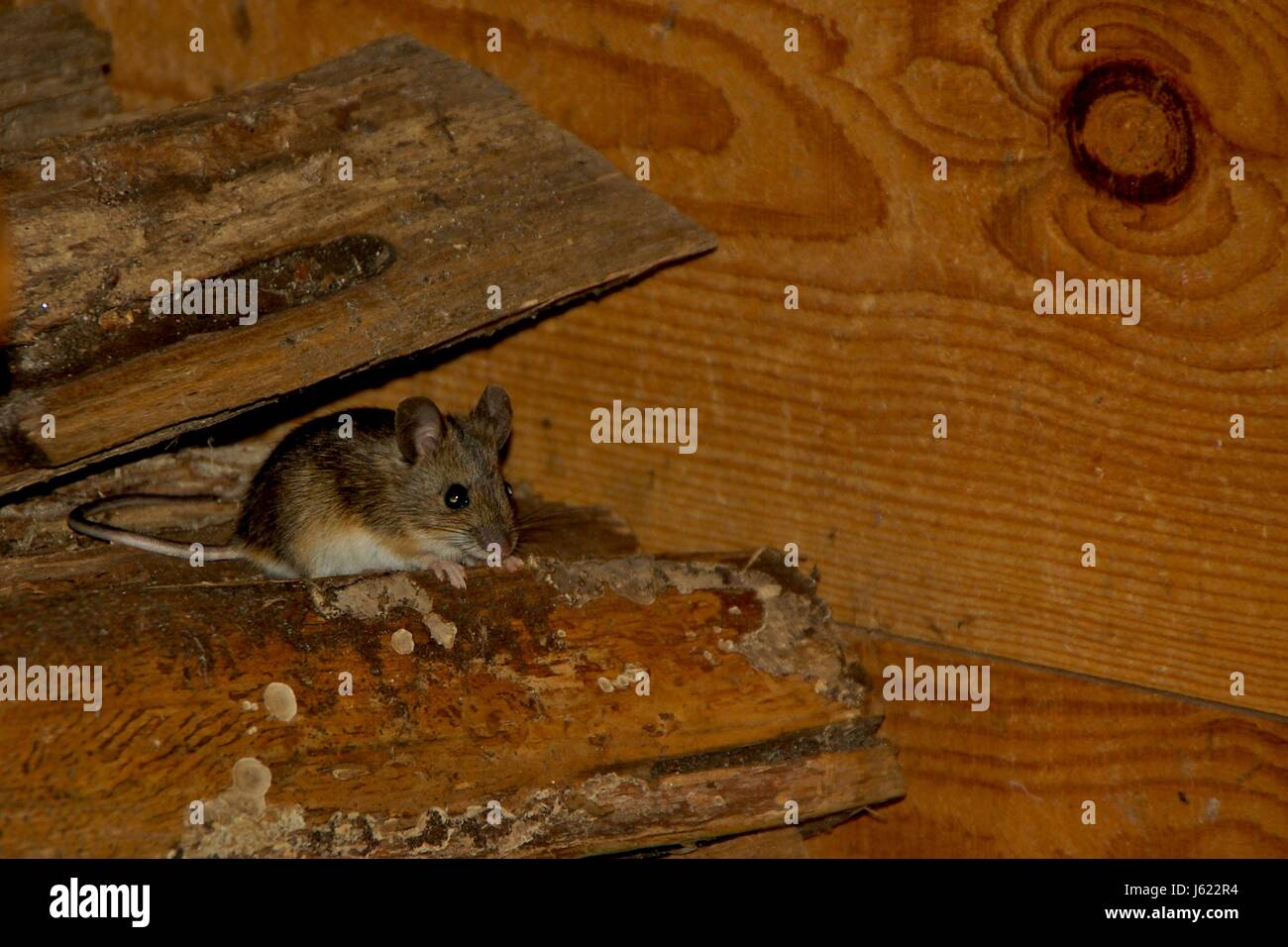 wood wild small tiny little short mouse fireplace stove hiding-place ...