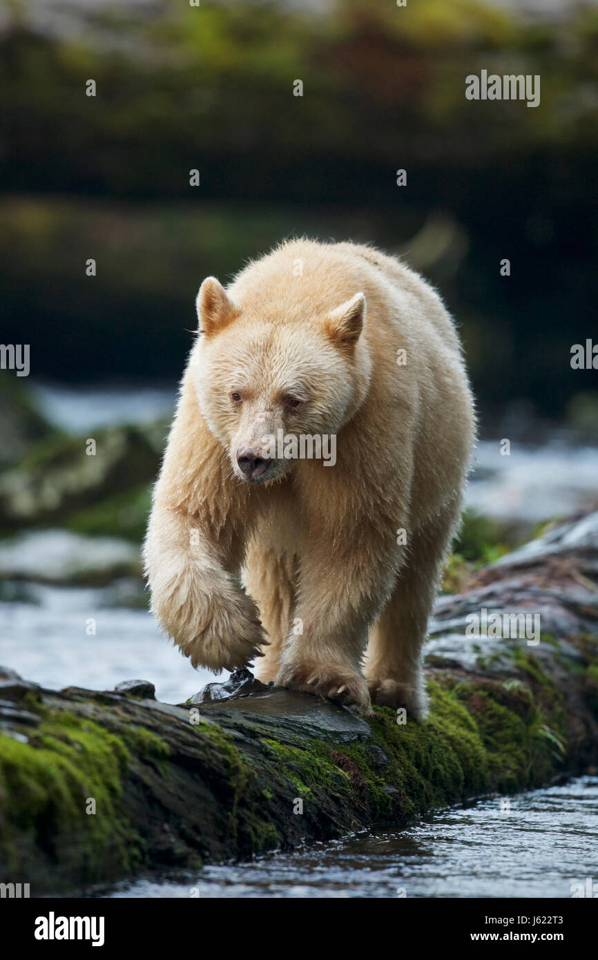 Kermode bear (Ursus americanus kermodei), also known as the "spirit ...