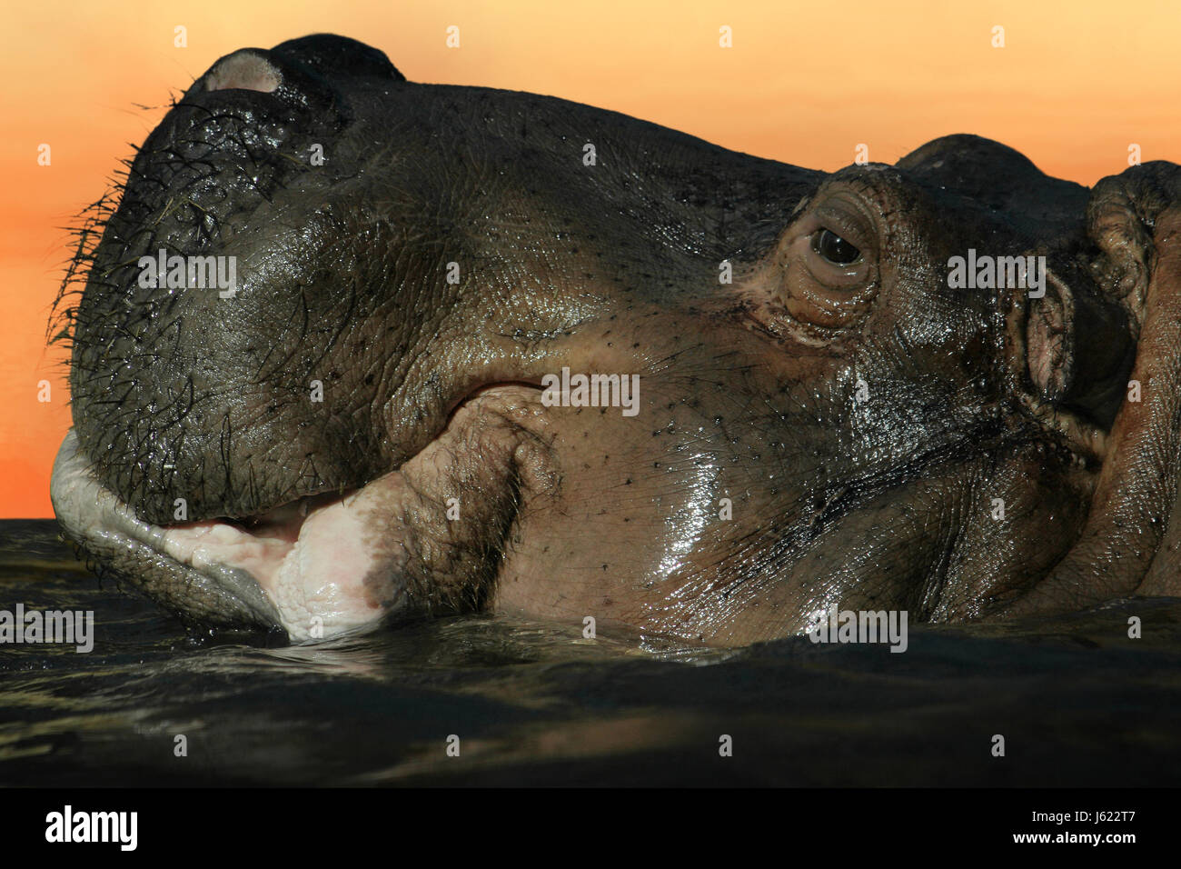 profile macro close-up macro admission close up view lateral hippo ...