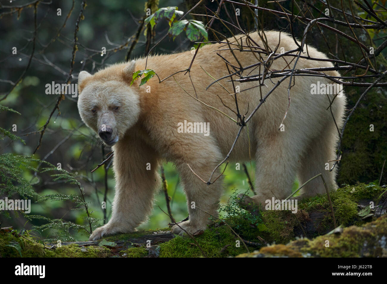 Kermode bear (Ursus americanus kermodei), also known as the "spirit ...