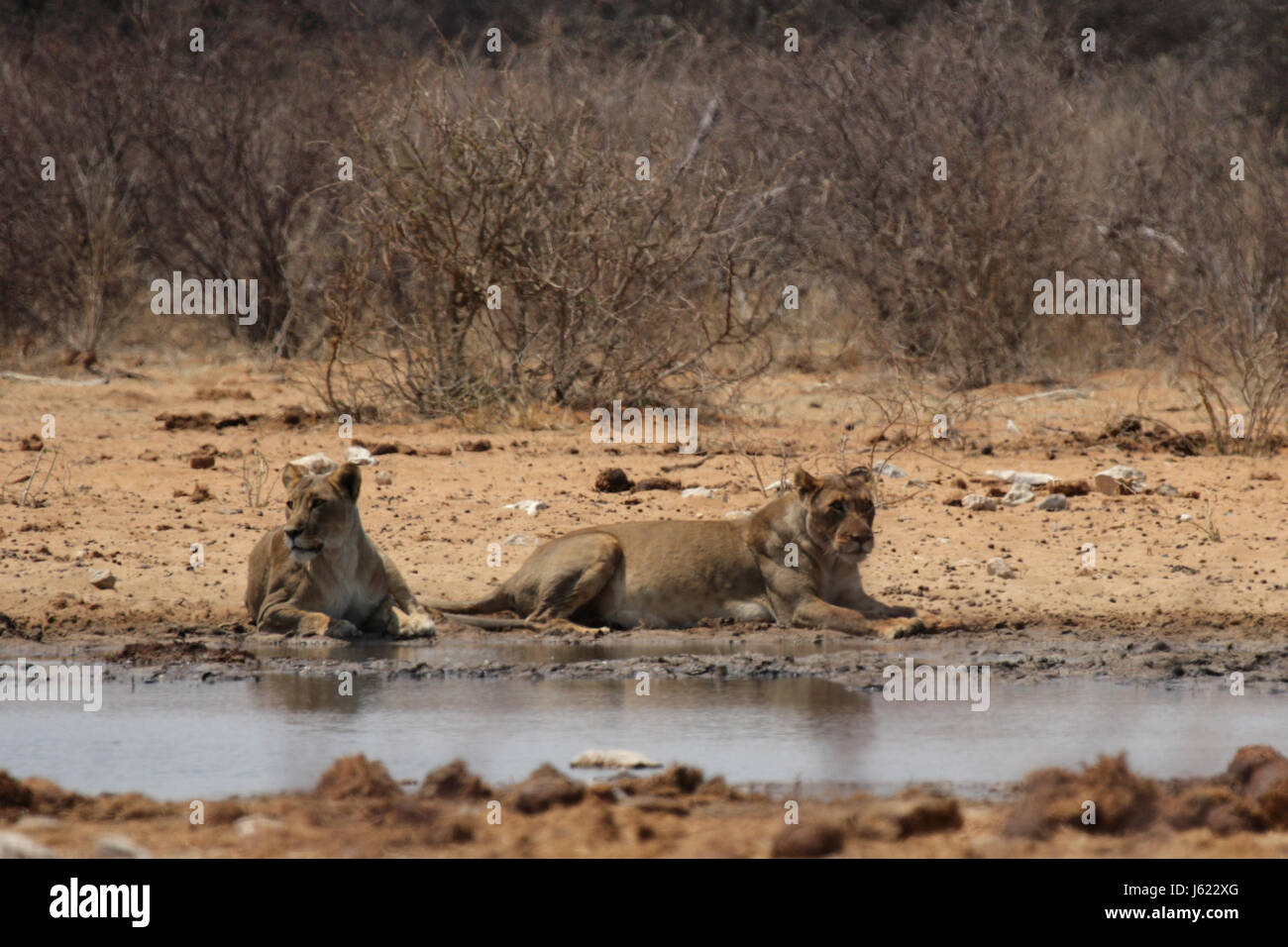 africa lion cat big cat feline predator lie lying lies wildlife lioness ...