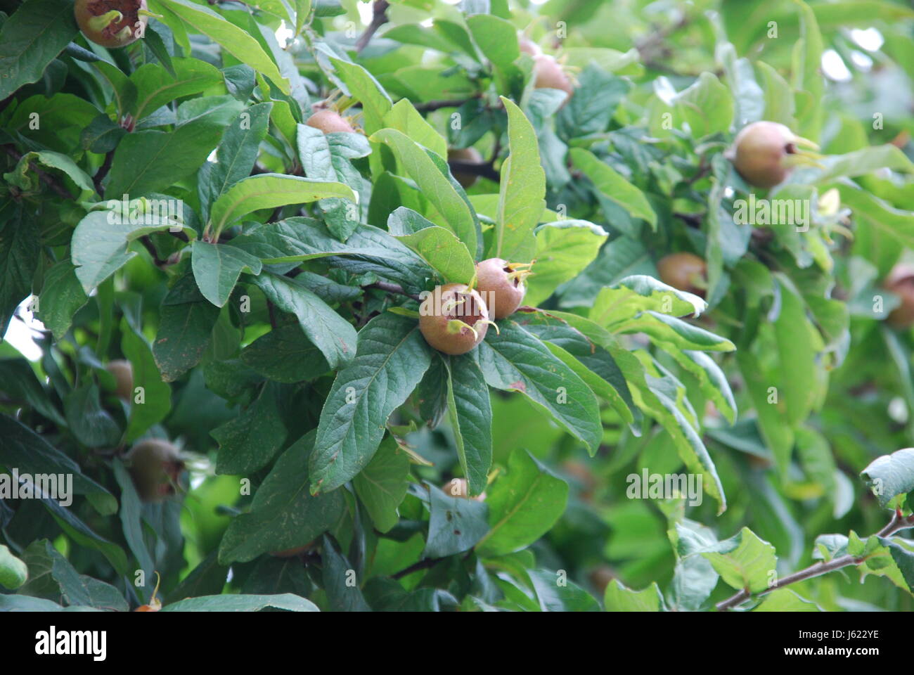 Medlar tree medieval hi-res stock photography and images - Alamy