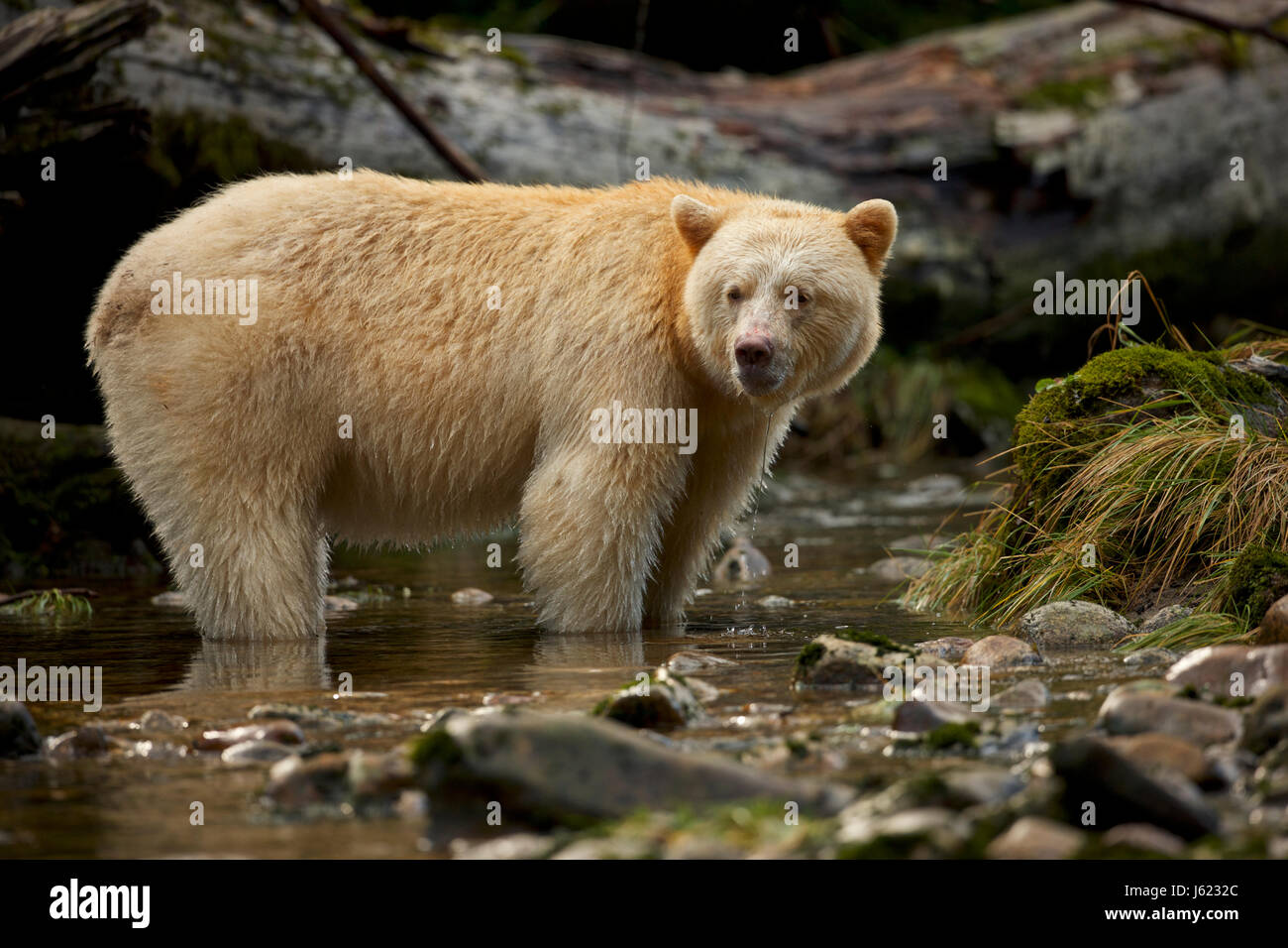 Kermode bear (Ursus americanus kermodei), also known as the "spirit ...