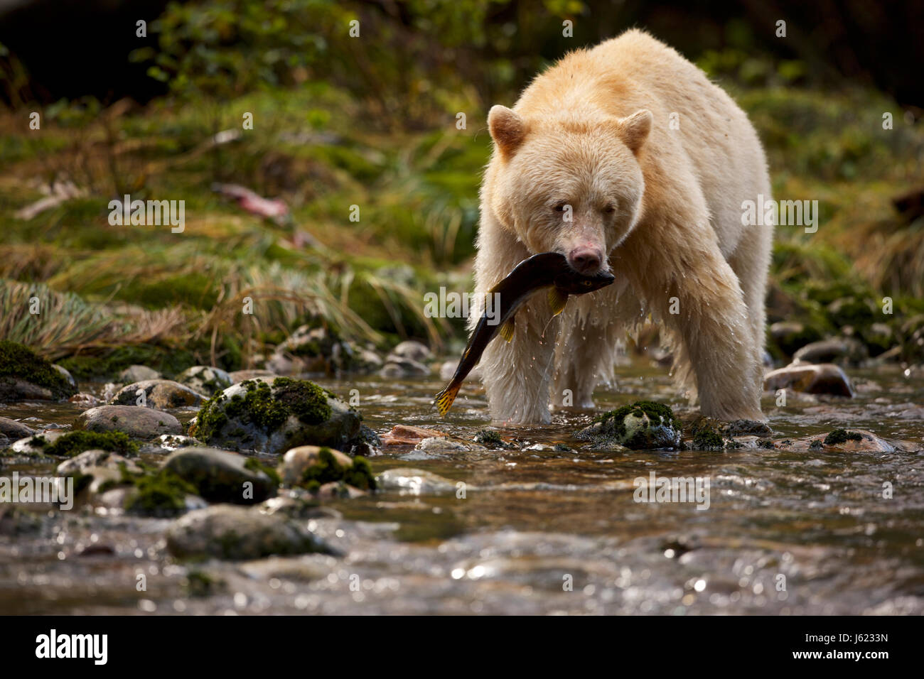 Kermode bear (Ursus americanus kermodei), also known as the "spirit ...