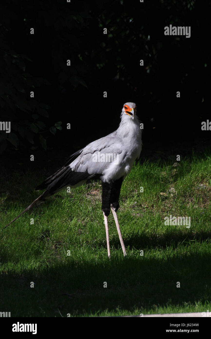secretary bird birds raptor birds of prey secretary animal bird africa ...
