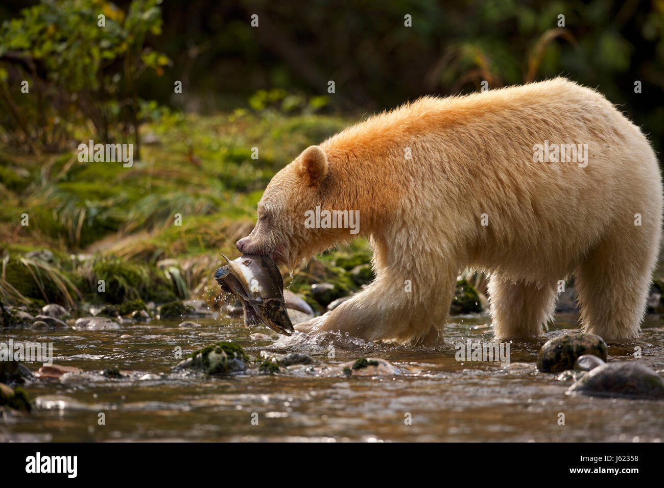 Kermode bear (Ursus americanus kermodei), also known as the "spirit ...